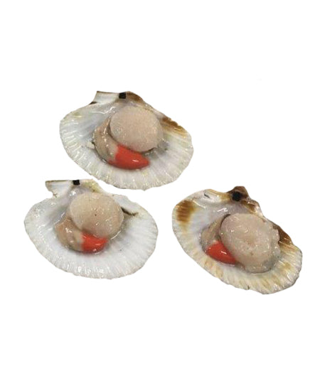 CANESTRELLO ATLANTICO MEZZO GUSCIO