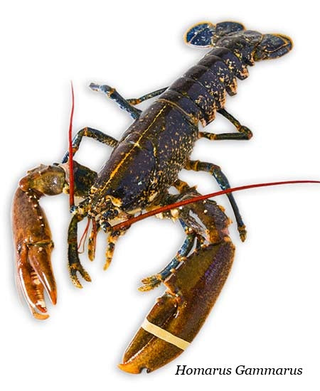 ASTICE EUROPA 1000/1300